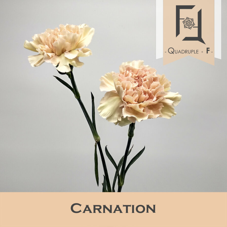 Bouquets & Preserved Flowers | Hong Kong Flower Shop | Quadruple Flower