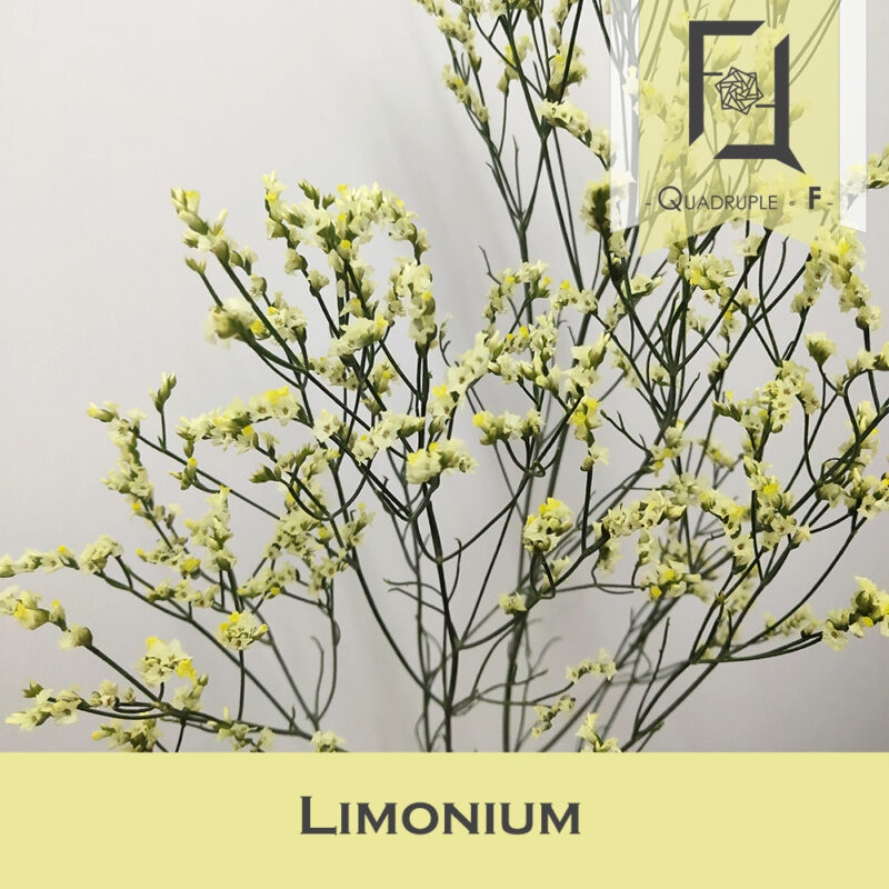 Limonium - QuadrupleFlower