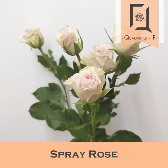 Understanding the Blooming Spray Roses - QuadrupleFlower